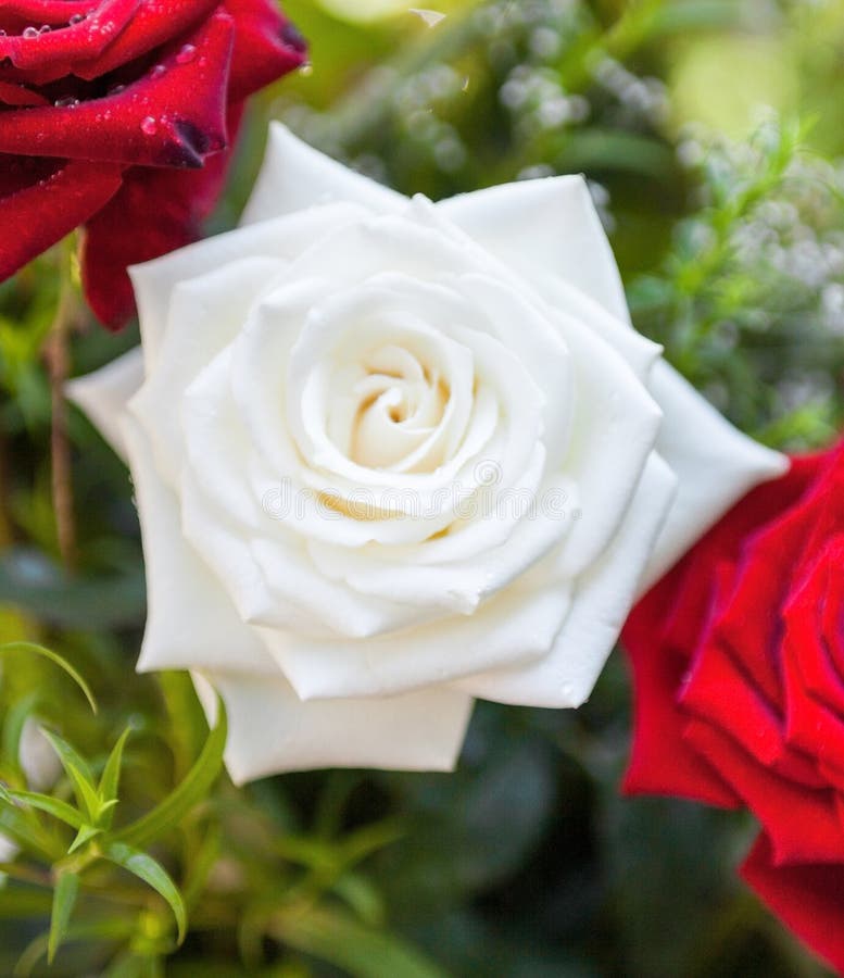 Red and white rose flowers stock image. Image of nosegay - 177227541