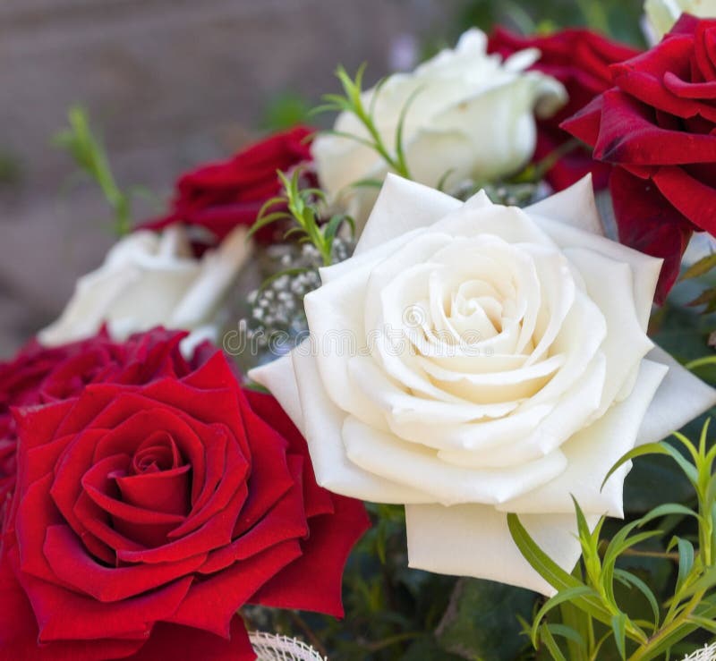 Red and white rose flowers stock photo. Image of closeup - 183038438