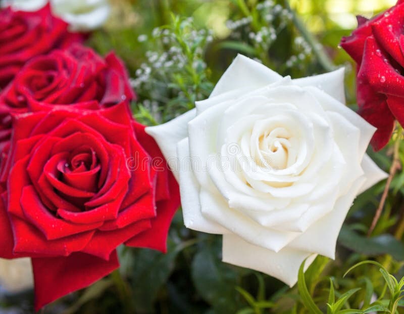 Red and white rose flowers stock photo. Image of bunch - 179600008