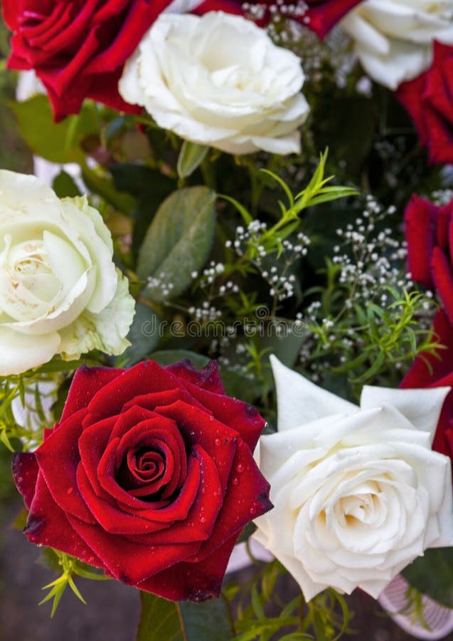 Red and white rose flowers stock photo. Image of beauty - 179600518