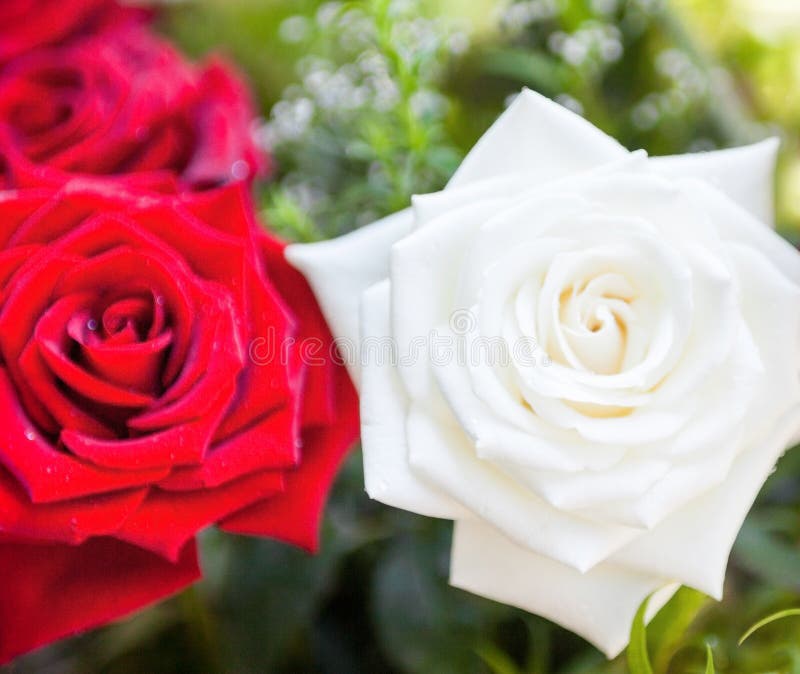 Red and white rose flowers stock photo. Image of green - 179736204