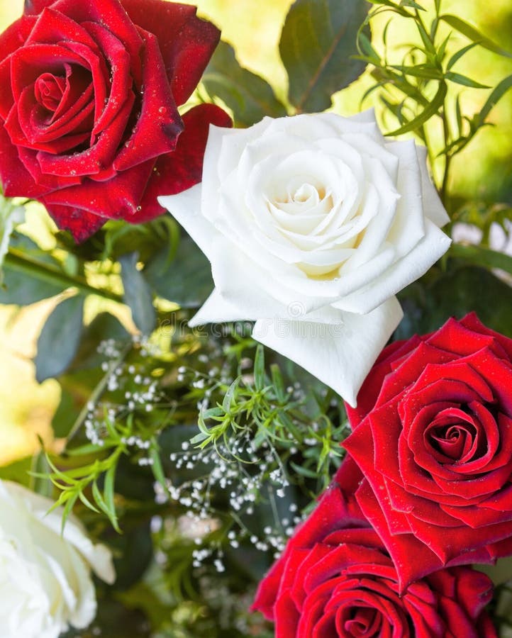 Red and white rose flowers stock image. Image of closeup - 179750409