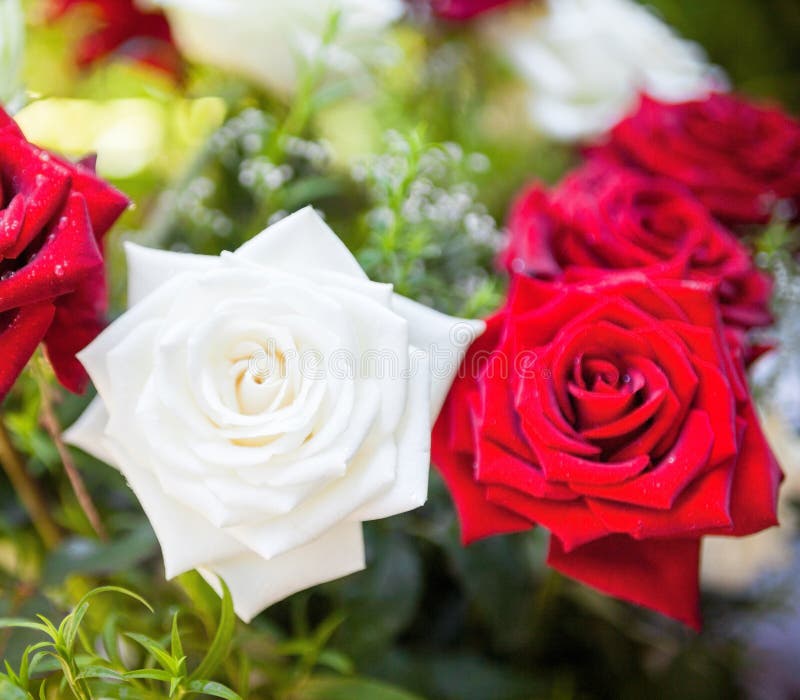 Red and white rose flowers stock photo. Image of floral - 179843704
