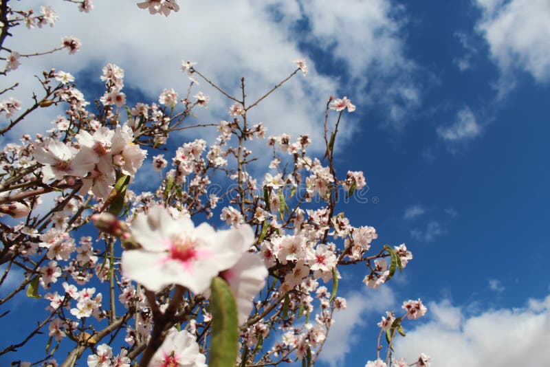 Red rose stock photo. Image of yellow, rose, plant, petal - 249298134