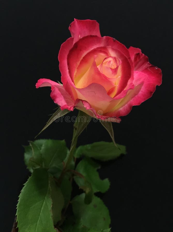 Red and White Rose with Green Leaves Stock Image - Image of rose ...