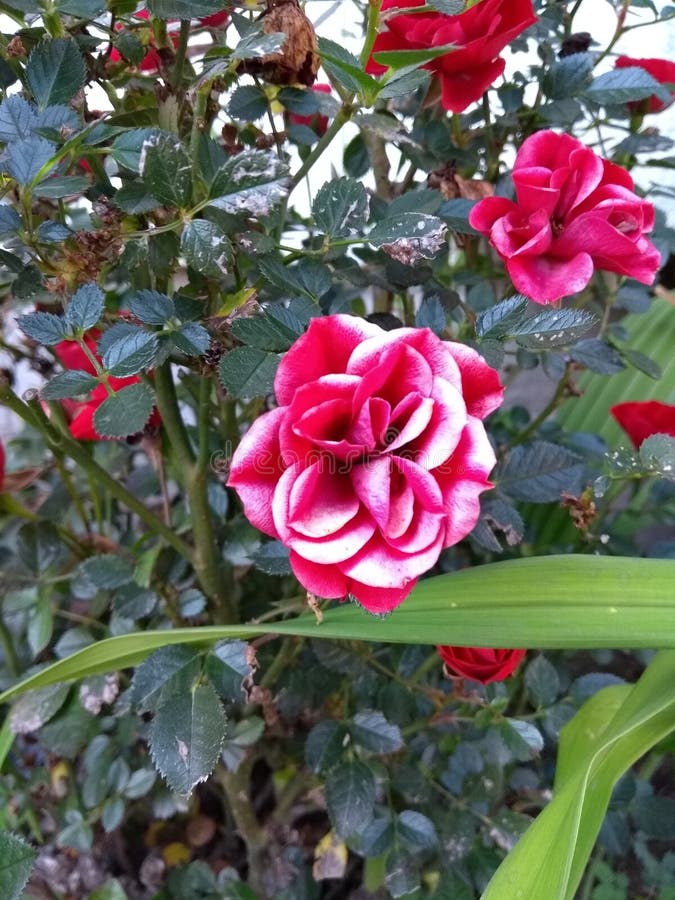 Red and white rose stock photo. Image of spring, beautiful - 105885604