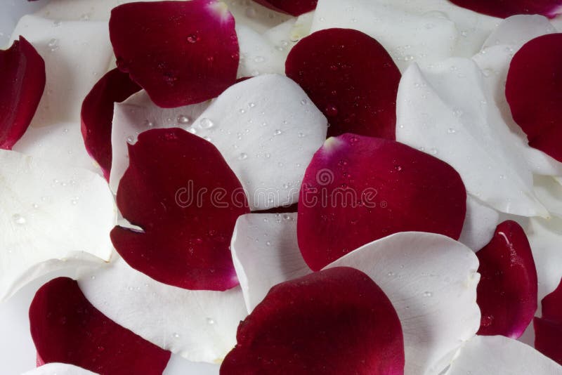 Red and white rose petals stock image. Image of water - 5591683