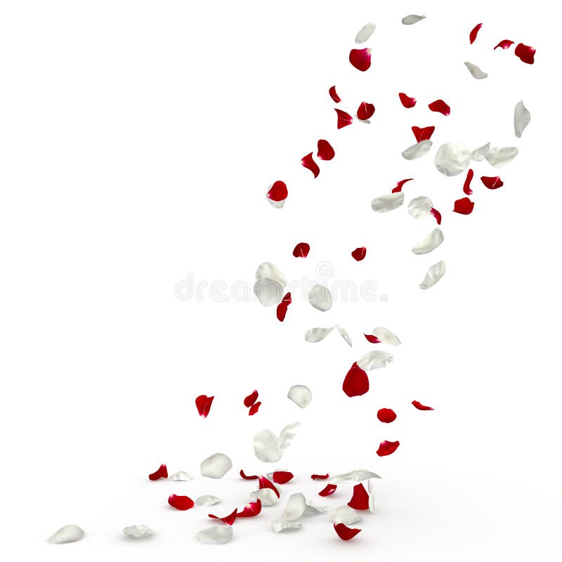 Red and White Rose Petals Fall To the Floor Stock Illustration ...