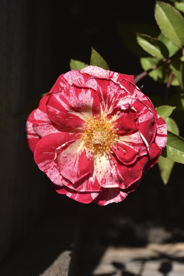 A Red and White Rose with Speckles. a Large Tea Rose Stock Image ...