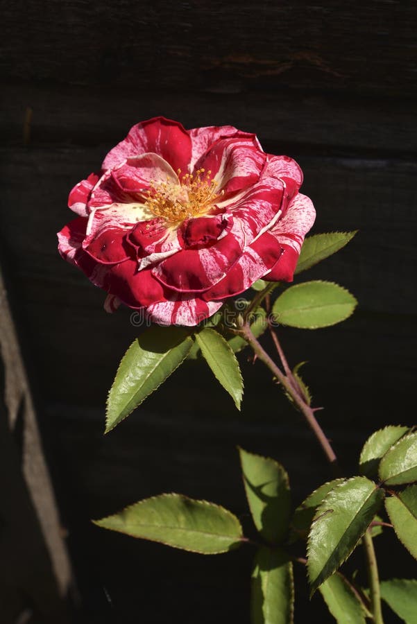 A Red and White Rose with Speckles. a Large Tea Rose Stock Image ...