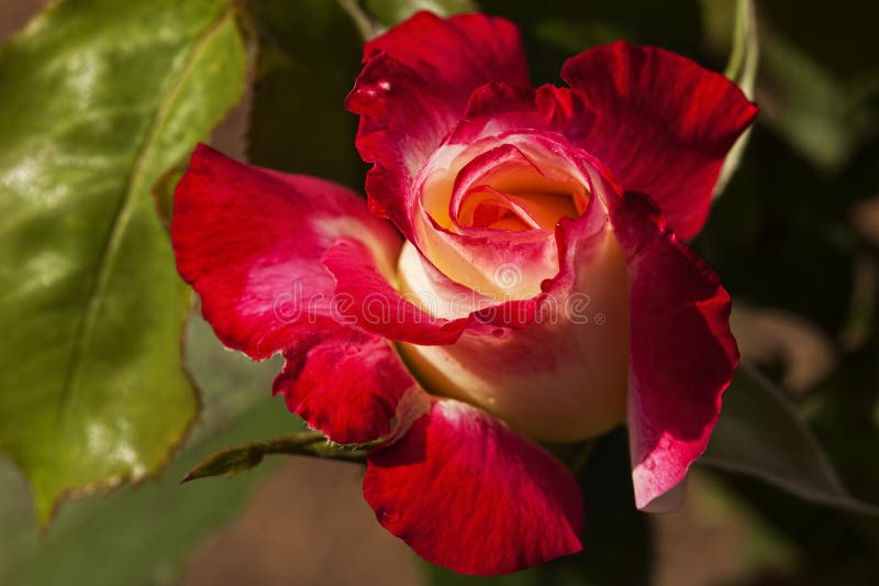 Red and White Rose stock photo. Image of botanical, lovely - 50534510