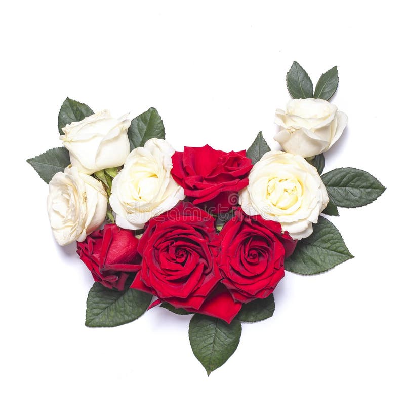Red and White Roses on White Background Stock Image - Image of ...