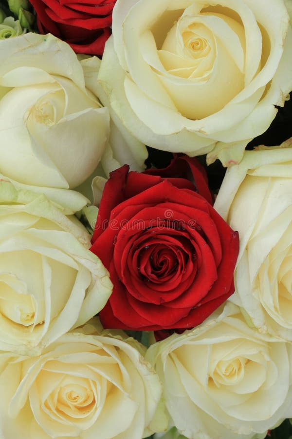 Red and white roses stock image. Image of bridal, colors - 147807485