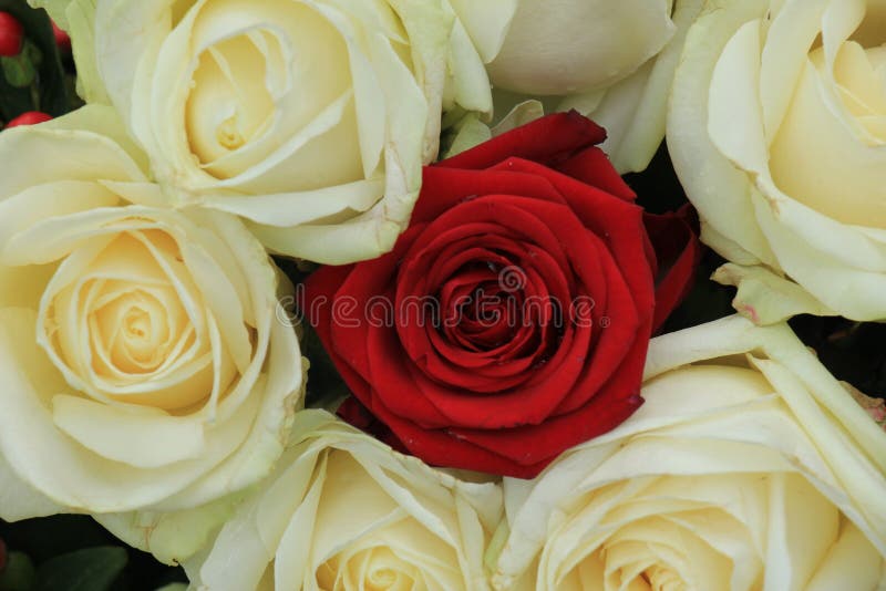 Red and white roses stock photo. Image of colors, arrangement - 95269954