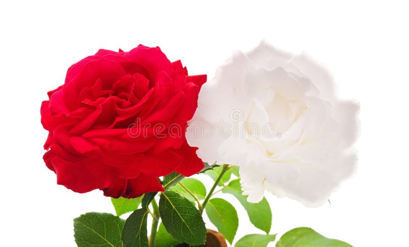 Red and white roses stock photo. Image of aromatherapy - 194984410