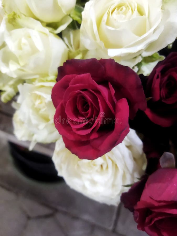 Red and white roses stock photo. Image of look, rose - 297395728