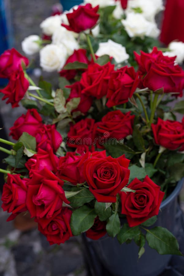 Red and White Roses in a Plastic Vase on the Floor Stock Image - Image ...