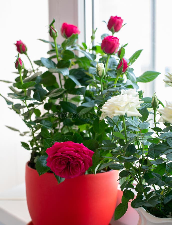Red and White Roses in Pot Stand on the Windowsill on the Balcony Stock ...