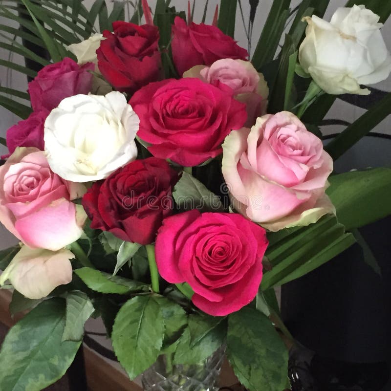 Roses for you stock image. Image of roses, present, gift - 171486999