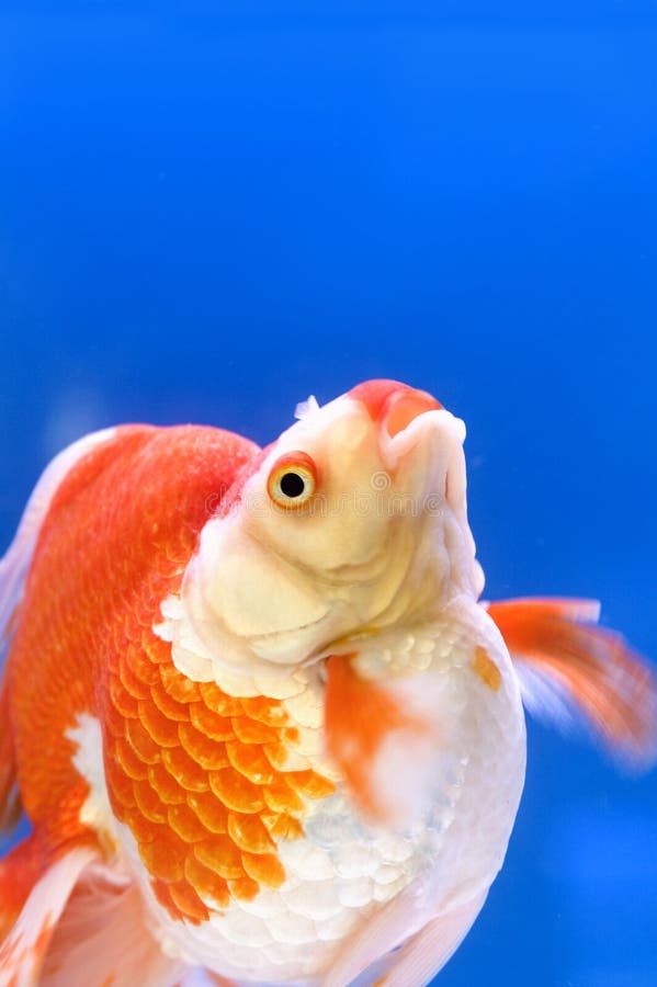 Red and White Ryukin Goldfish 606602 Stock Image - Image of pets ...