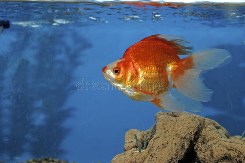 Red and White Ryukin Goldfish 606625 Stock Image - Image of pets ...