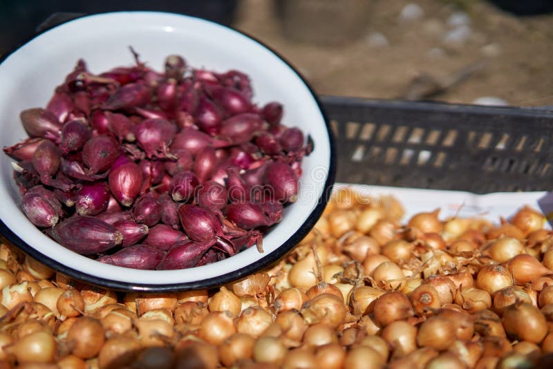 Red and white shallots stock image. Image of garden - 178548457