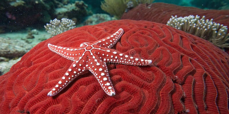 Red Star Fish on Brain Coral Stock Illustration - Illustration of ...