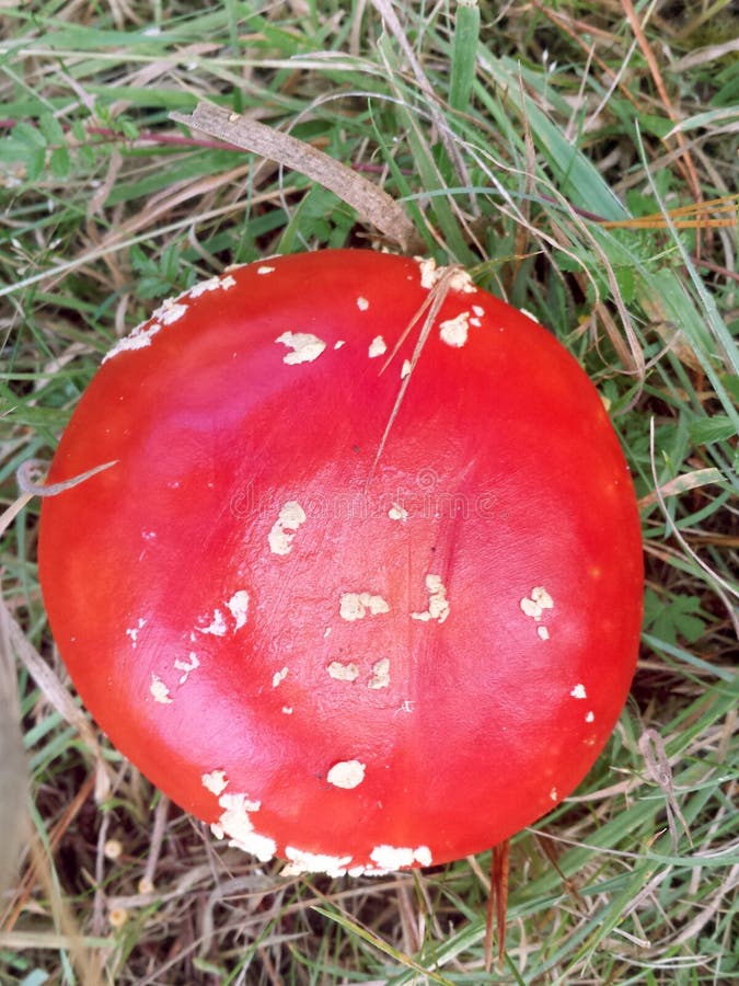 Red and White Spotted Toad Stool Top Stock Image - Image of debris ...