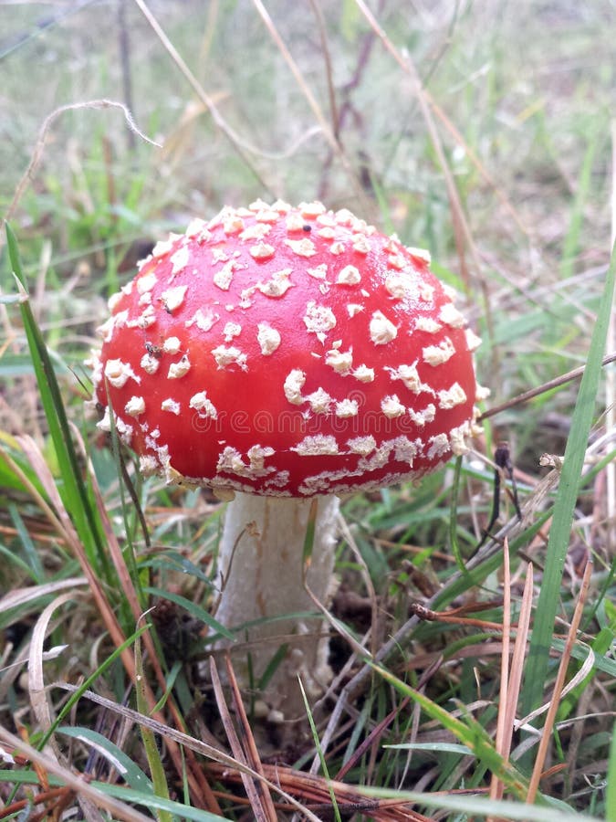Red and White Spotted Toad Stool Stock Image - Image of toadstool ...