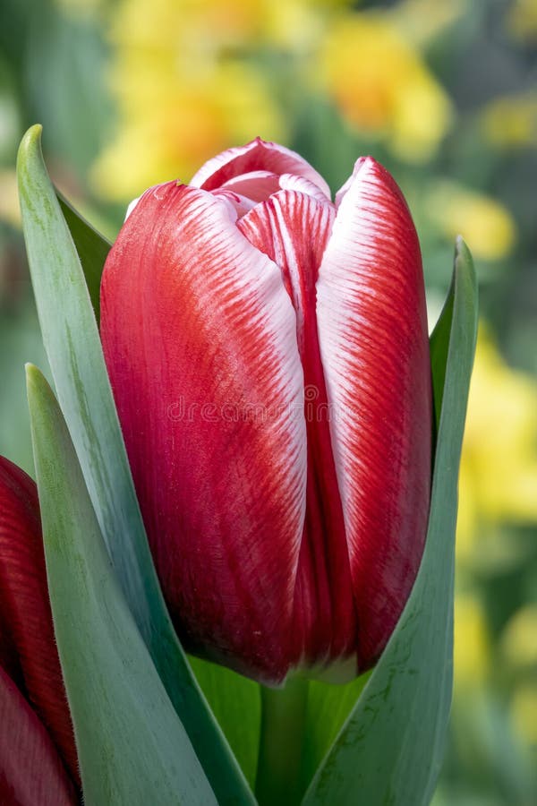 Red and White Spring Tulip stock photo. Image of bicolor - 175473714