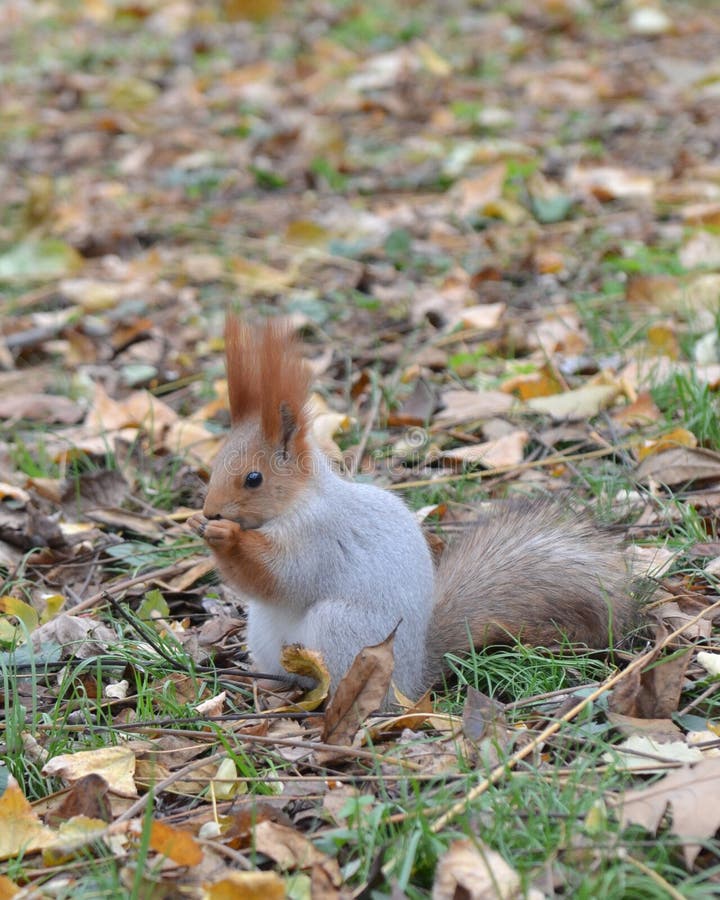 A Squirrel and a Walnut in the Park Stock Image - Image of animal, cute ...