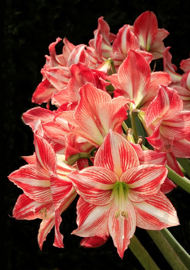 Red and White Striped Amaryllis on Black Stock Image - Image of ...