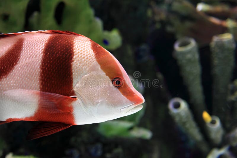 Red and white striped fish stock image. Image of colony - 46377191