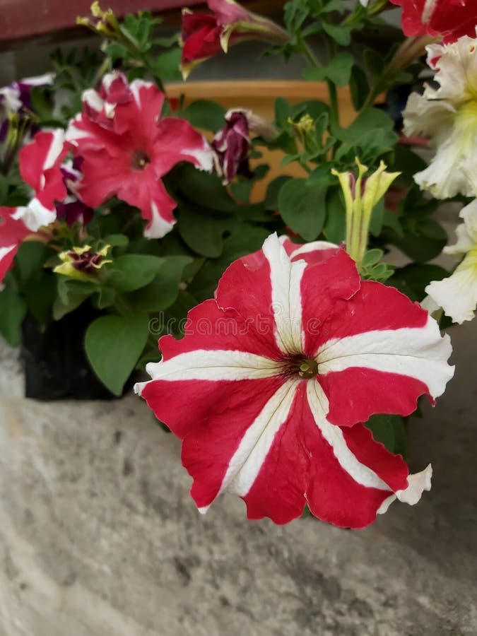 Red and White Striped- Petunias Flowers Stock Photo - Image of striped ...