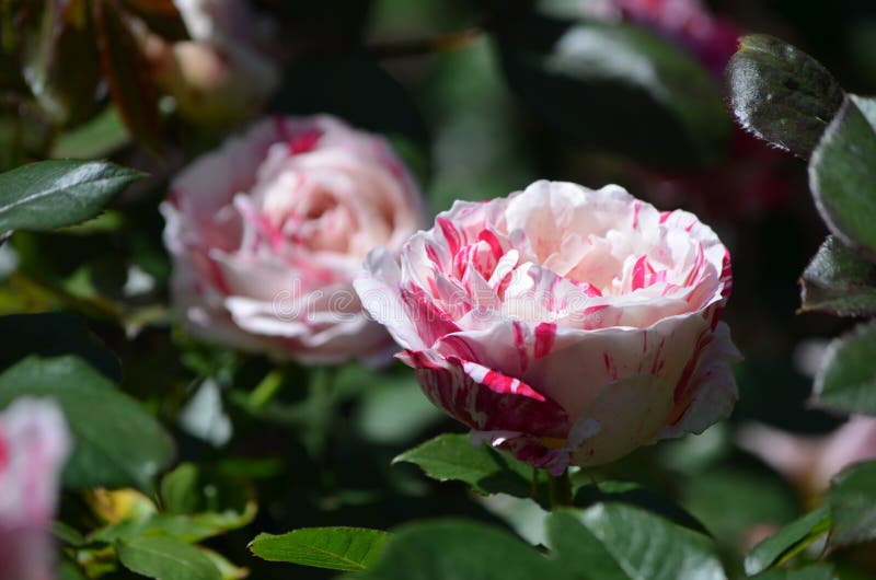 Red and White Striped Rose Bush in a Garden Stock Photo - Image of ...