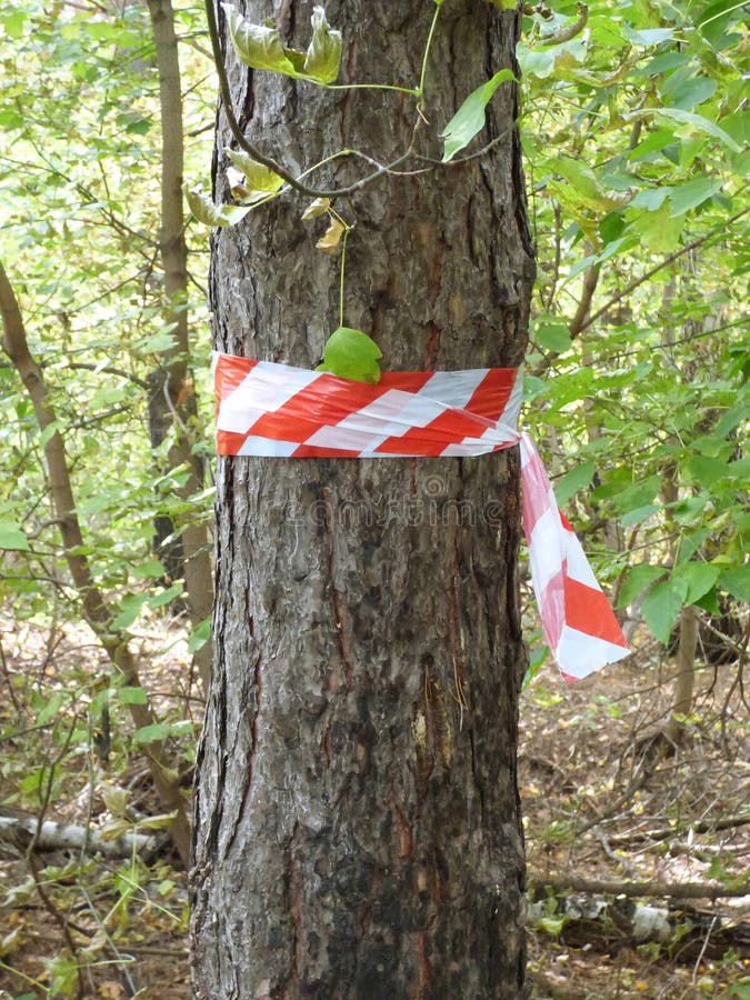 Red and White Striped Tape Bind To an Old Tree Stock Image - Image of ...