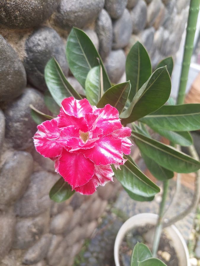 Red with White Stripes Adenium Flower Stock Image - Image of stripes ...