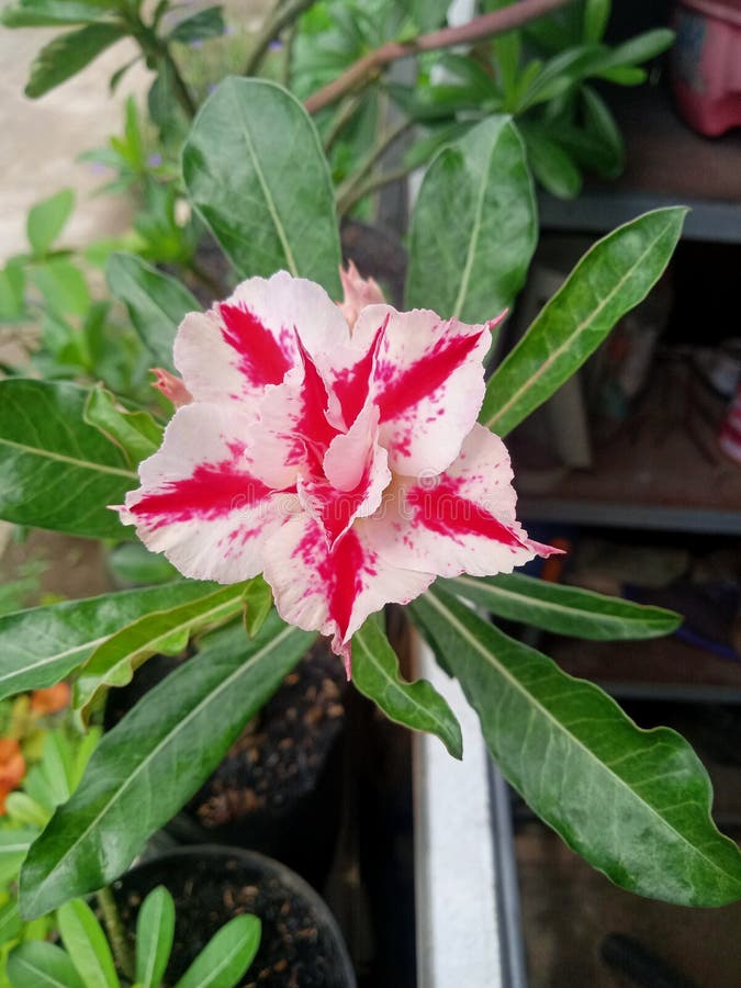 Red white of sweet adenium stock photo. Image of produce - 261932588
