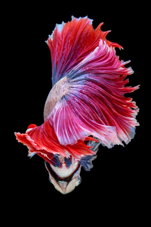Red and White Tail Siamese Fighting Fish Half Moon , Betta Fish Stock ...