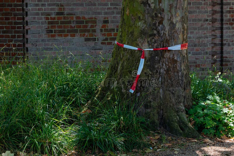 Red and White Tape Barrier Tied Around a Tree Trunk Stock Image - Image ...