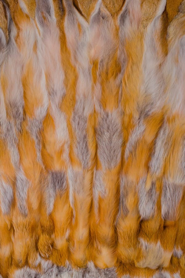 Texture and Background of Red Fox Fur Stock Photo - Image of abstract ...