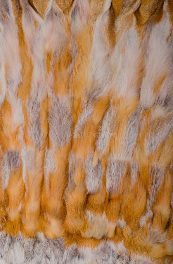 Texture and Background of Red Fox Fur Stock Photo - Image of furry ...