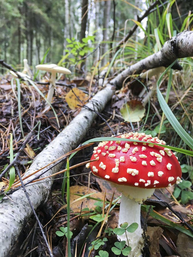 Red and White Toadstool - Poland Stock Photo - Image of nature ...