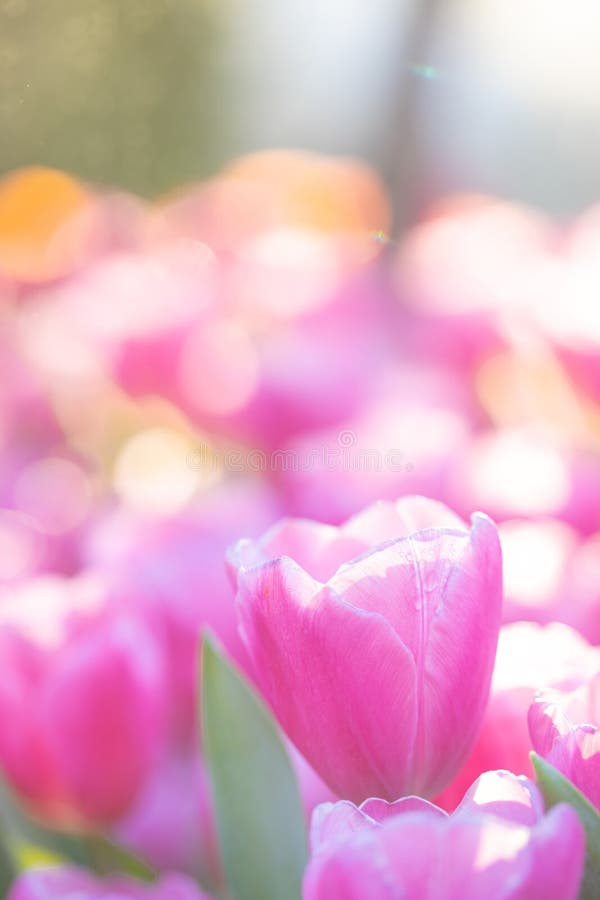 Pink Tulip Flower in Close Up Stock Image - Image of light, natural ...