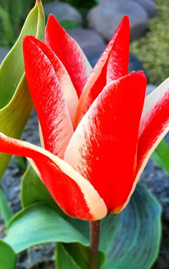 Red and White Tulip with Green Leaves in Spring Stock Photo - Image of ...