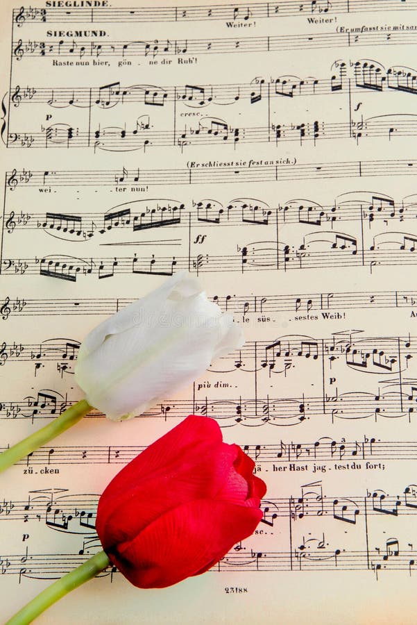 Red and white tulip stock image. Image of frame, flower - 51095683