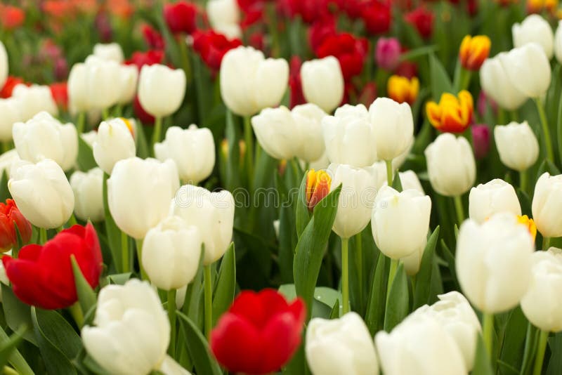 Red and White Tulips Spring Background. Stock Image - Image of culture ...