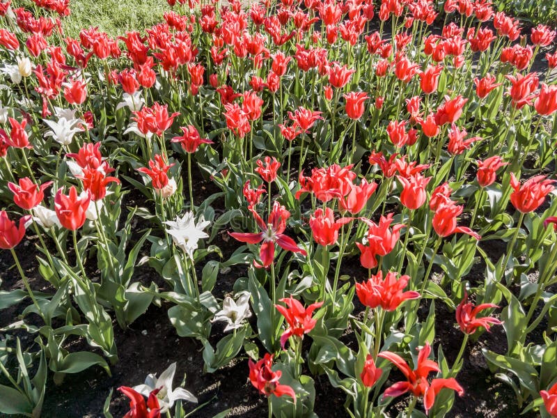 Red and White Tulips in Spring Stock Photo - Image of nature, romance ...