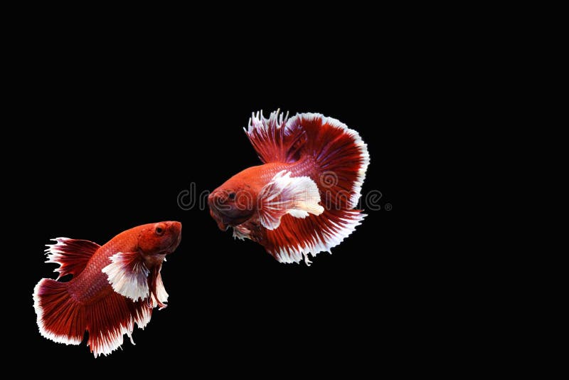 Red and White Two Siamese Fighting Fish Stock Image - Image of hipster ...