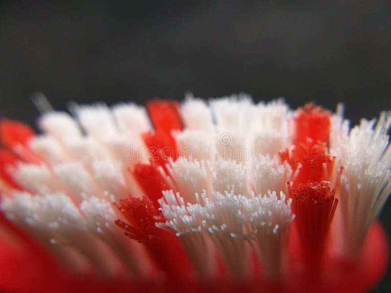 Red and White Used Toothbrush Stock Photo - Image of white, dish: 191857000